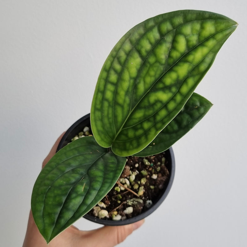 Rare & Collector Plants – The Green Vine Plants