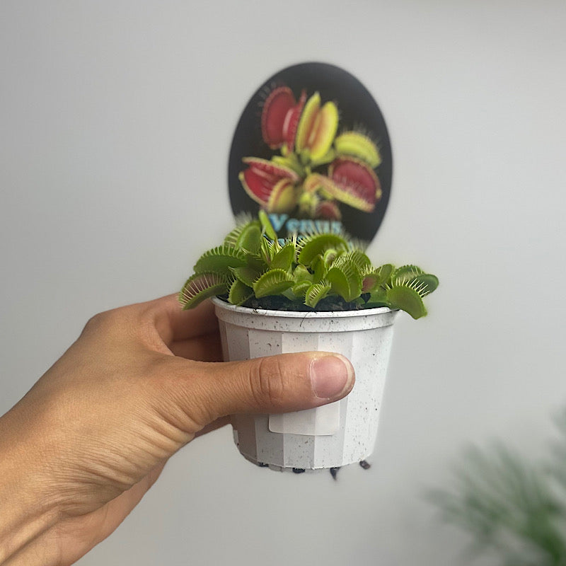 Venus Fly Trap 70mm – The Green Vine Plants