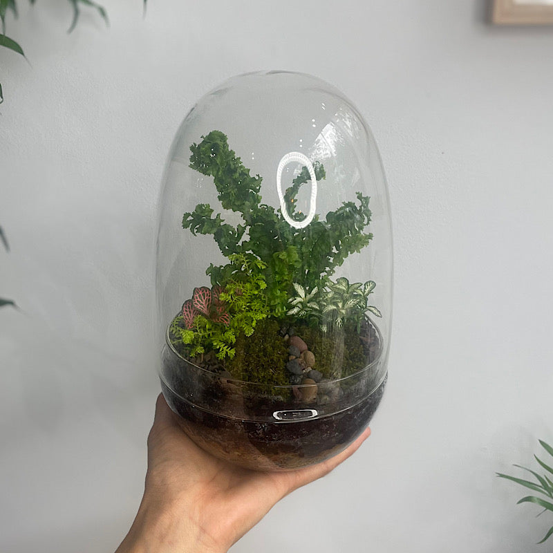 Enclosed Egg Dome Terrarium – The Green Vine Plants