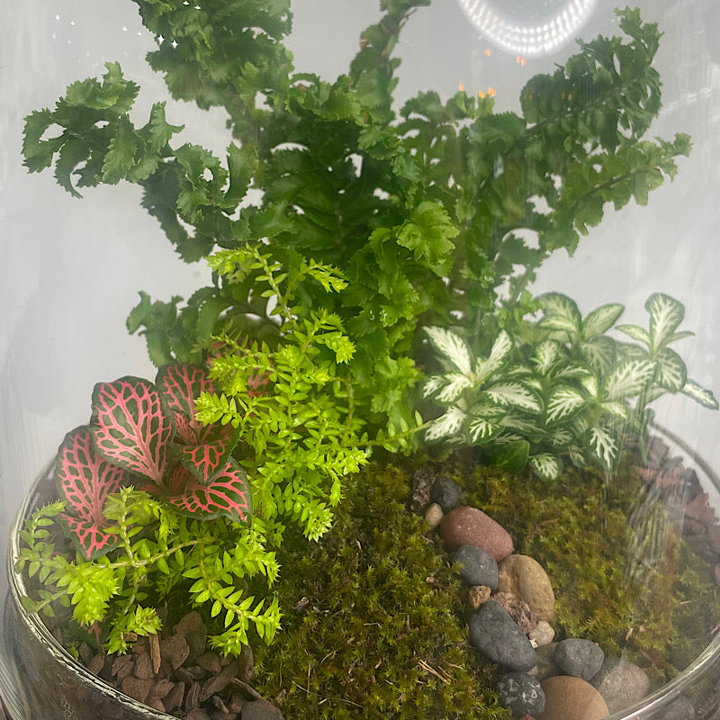 Enclosed Egg Dome Terrarium – The Green Vine Plants
