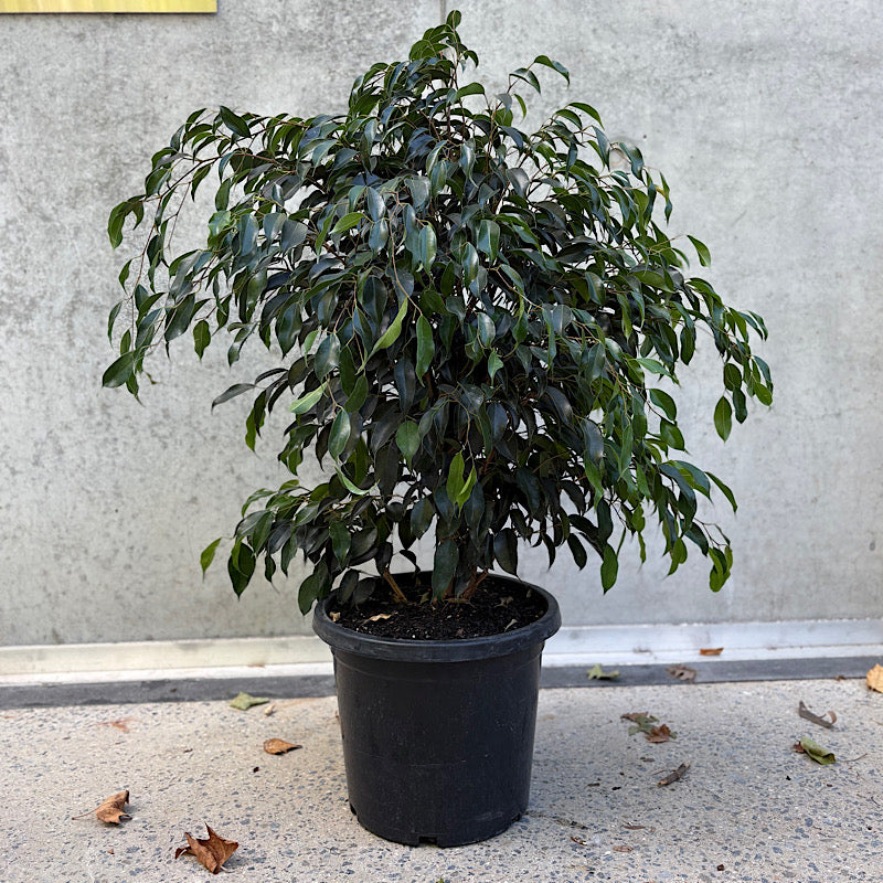 Ficus Midnight Beauty 300mm – The Green Vine Plants