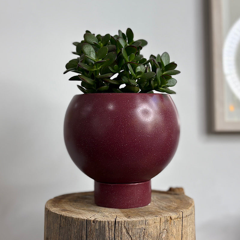Crassula Hobbit in Small Orbit Pot Ruby – The Green Vine Plants