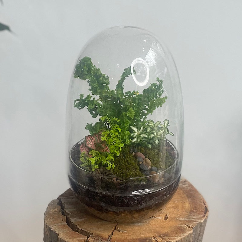 Enclosed Egg Dome Terrarium – The Green Vine Plants