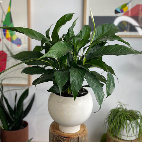 The Green Vine Plants - CBR's Local Plant Store in Lonsdale St Braddon